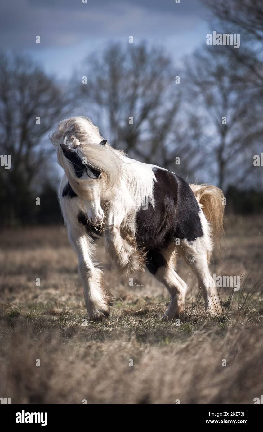 running Irish Tinker Stock Photo - Alamy