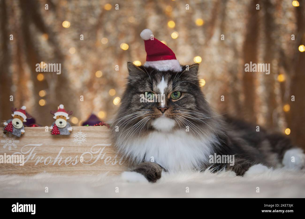 Norwegian Forest Cat with christmas decoration Stock Photo - Alamy