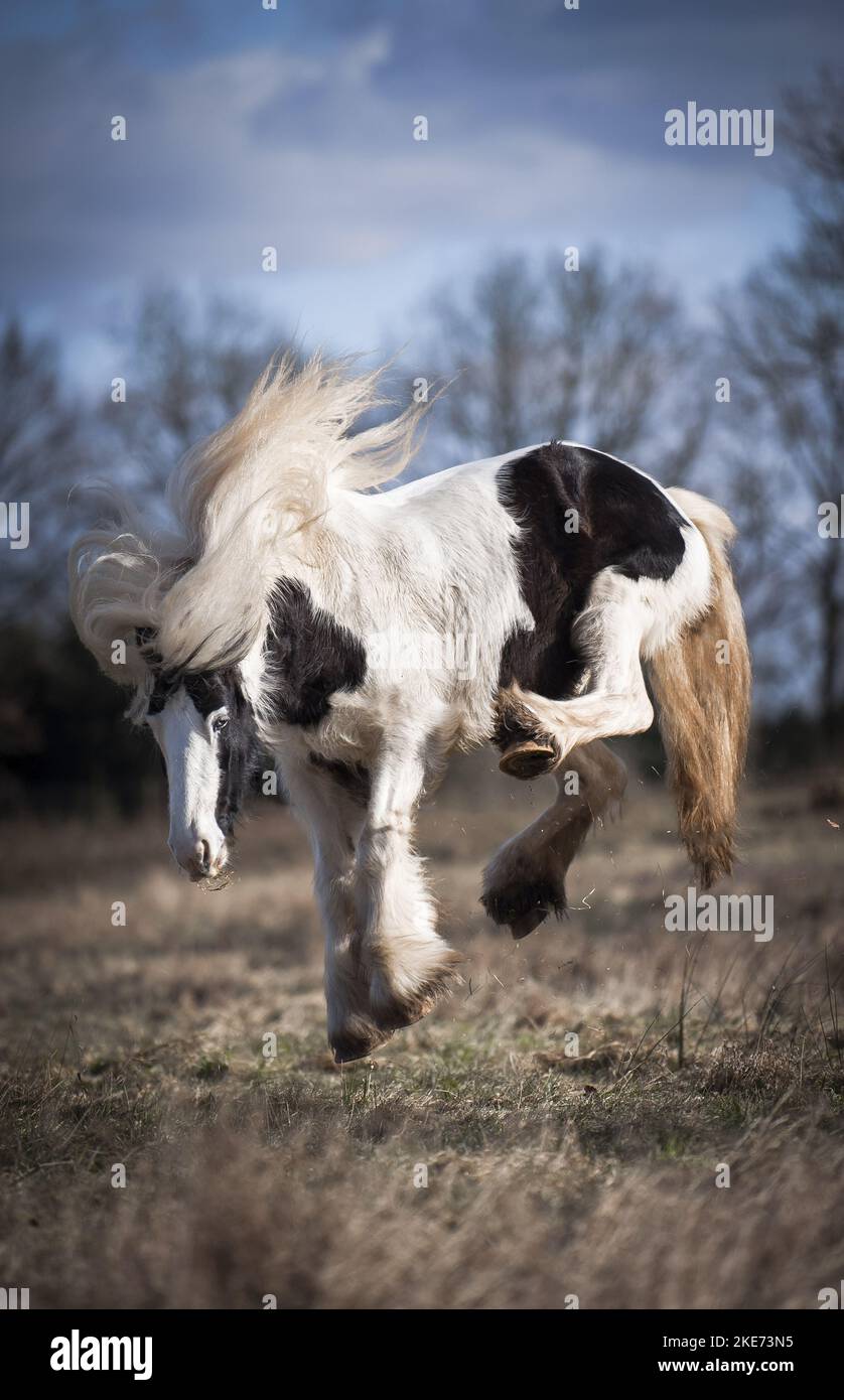 running Irish Tinker Stock Photo - Alamy