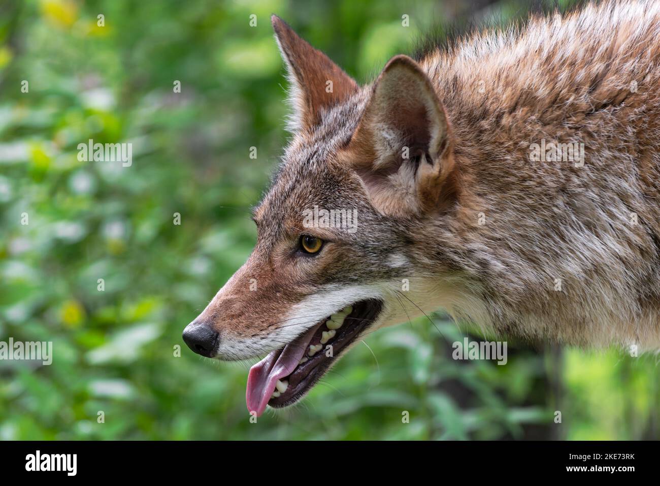 Adult Coyote (Canis latrans) Closeup Mouth Open Summer - captive animal ...