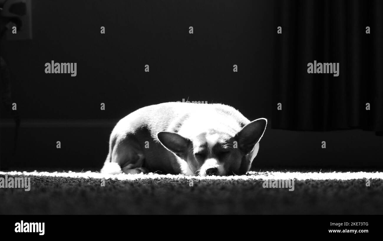 Welsh corgi lying Black and White Stock Photos & Images - Alamy