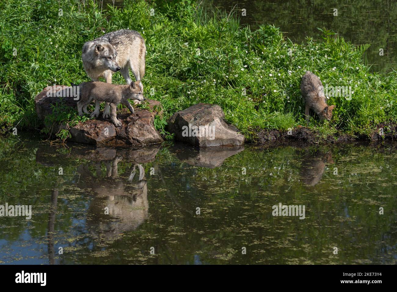 Adult Grey Wolf (Canis lupus) and Pup Look Towards Second Pup Sniffing ... Adult Grey Wolf (Canis lupus) and Pup Look Towards Second Pup Sniffing ...