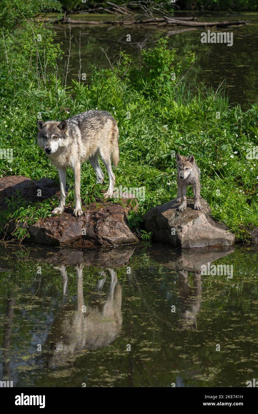 Adult Grey Wolf (Canis lupus) and Pup Stand Rocks Looking Over Water ...