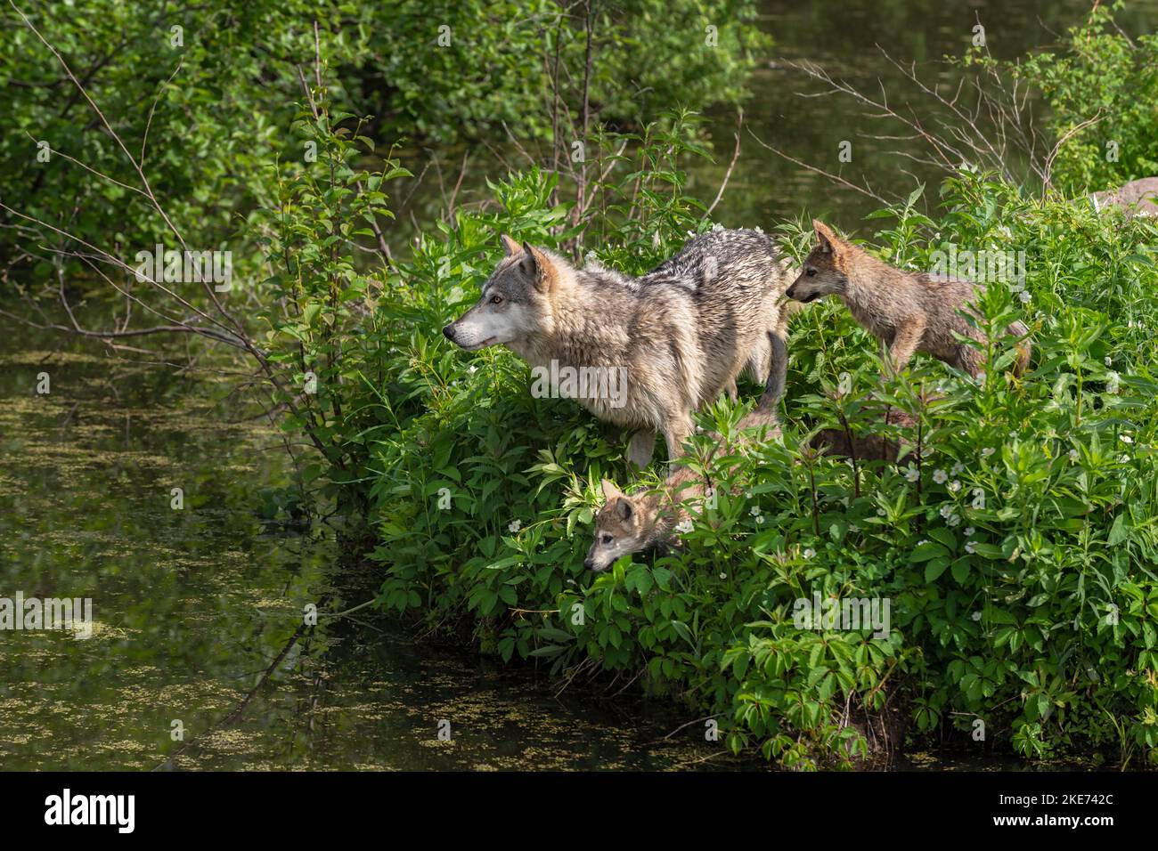 Grey Wolf (Canis lupus) and Two Pups Look Out Over Water Summer ...