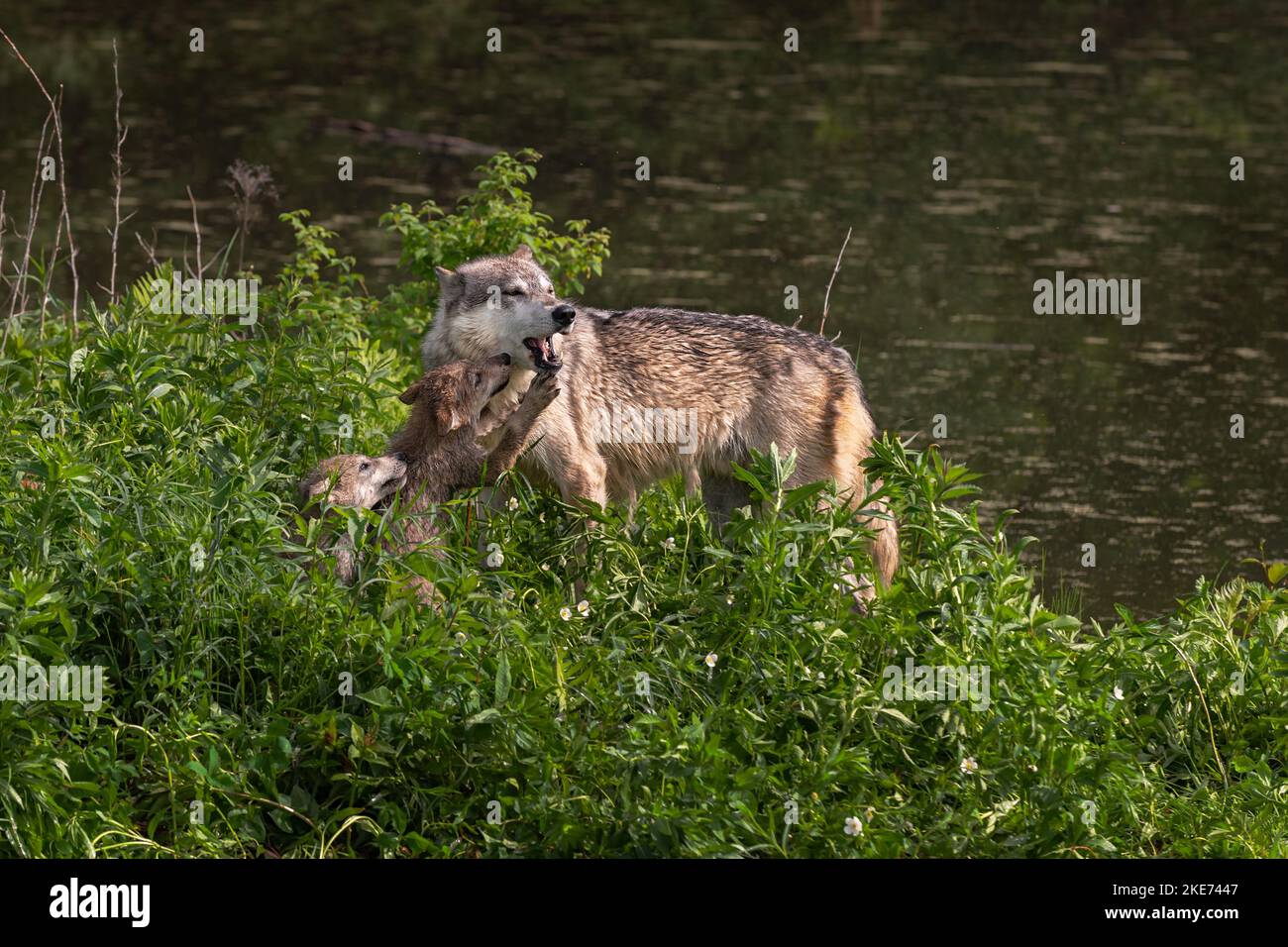 Grey Wolf (Canis lupus) Pup Paws at Mouth of Adult While Sibling Looks ...