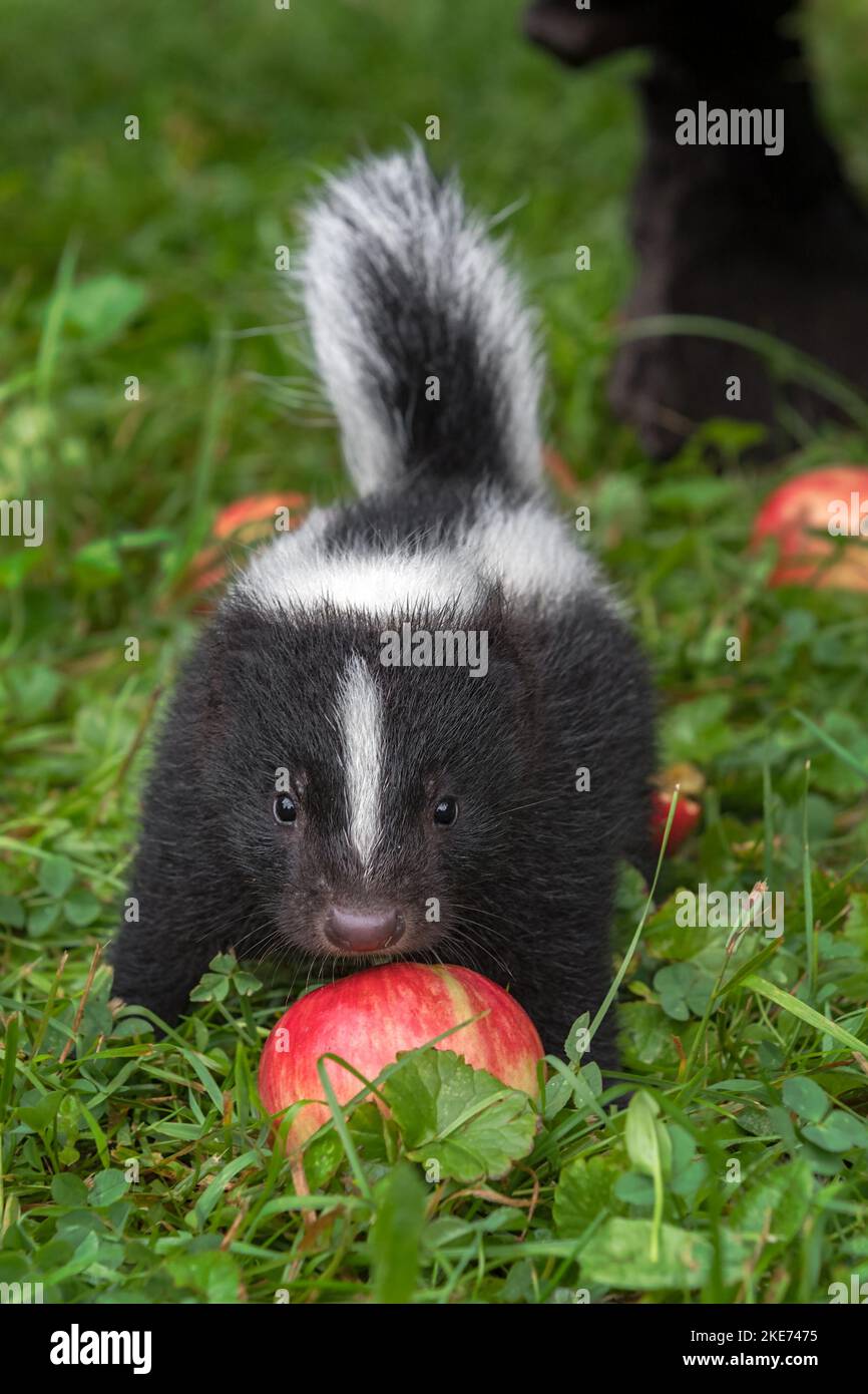 Striped Skunk (Mephitis mephitis) Kit Stands Over Apple Summer ...