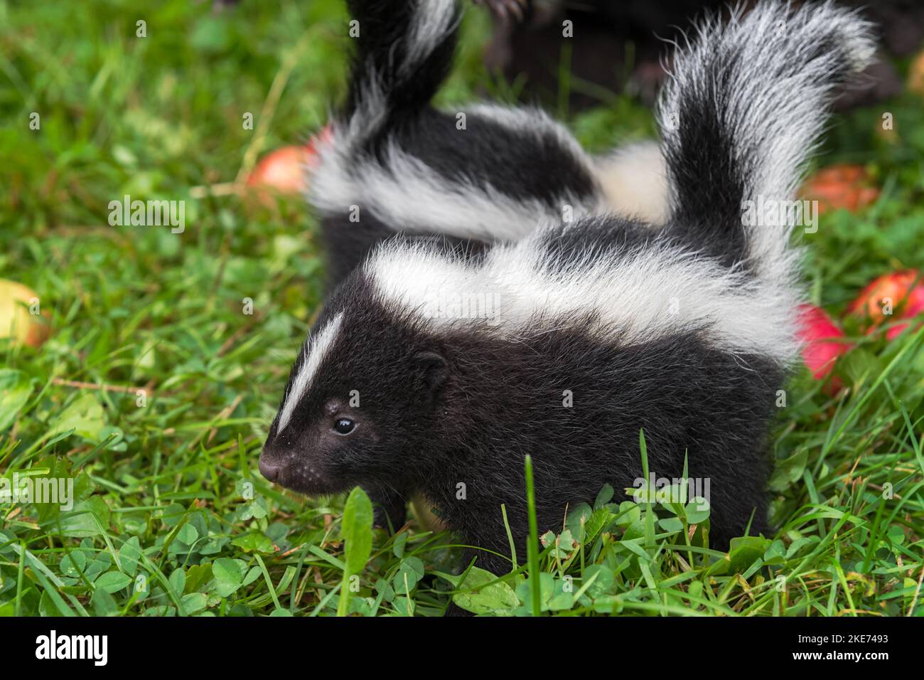 Striped Skunk (Mephitis mephitis) Kit Tail Up Stands Next to Sibling ...