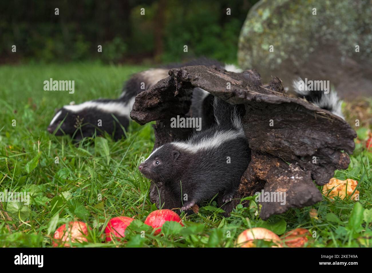Striped Skunk (Mephitis mephitis) Kit Pokes Out of Log Family Behind ...