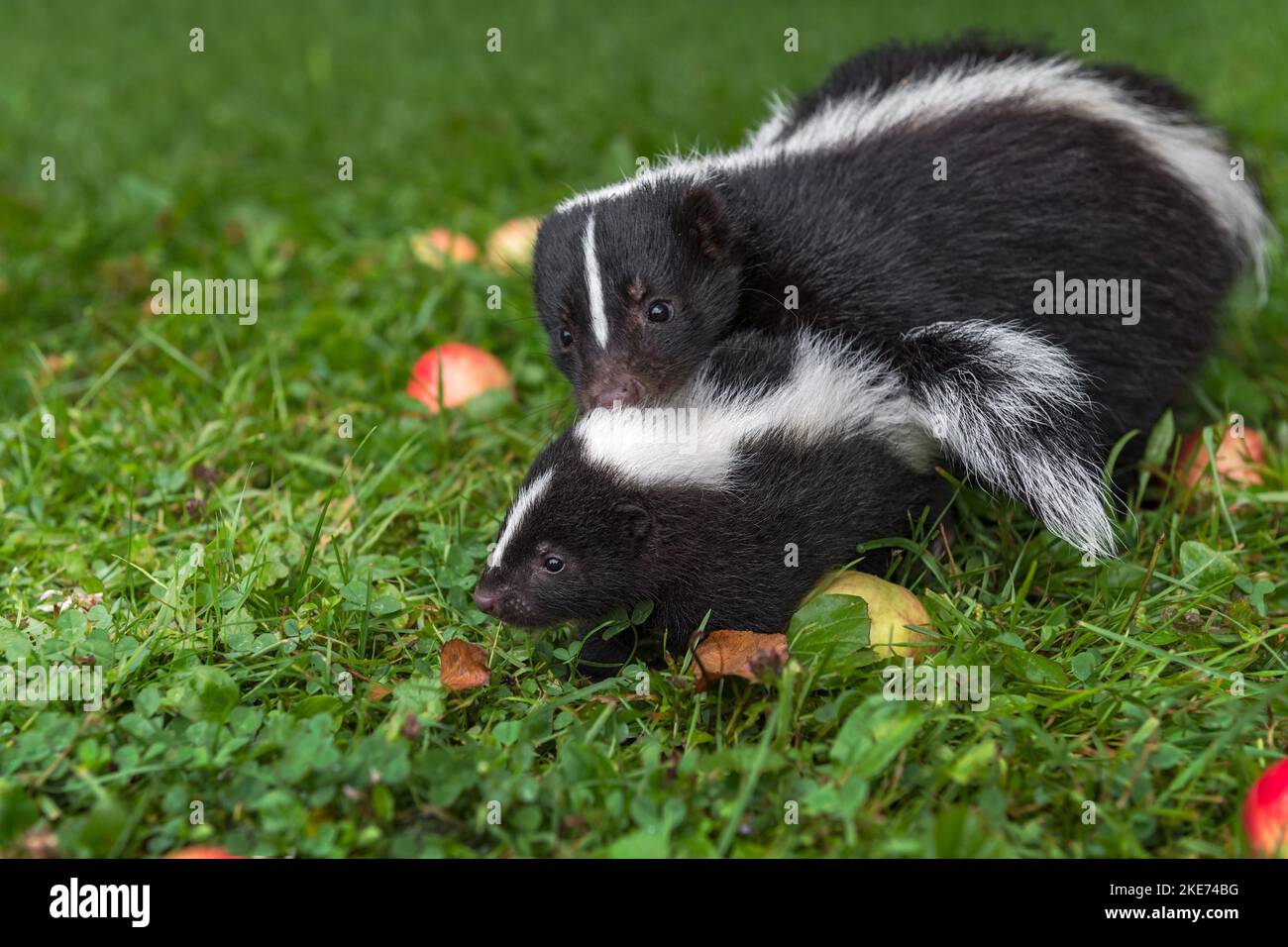 Striped Skunk (Mephitis mephitis) Mother Grabs Kit By Scruff of Neck ...