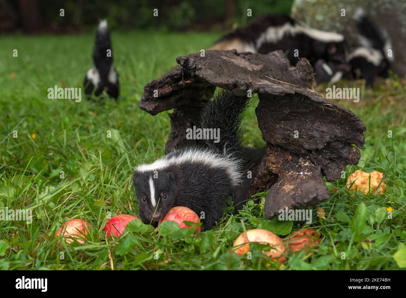 Striped Skunk (Mephitis mephitis) Kit Looks Out of Log Sibling in ...