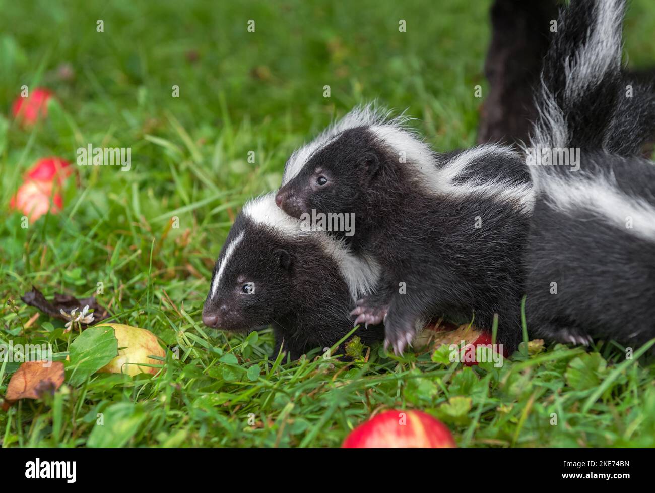 Striped Skunk (Mephitis mephitis) Kit Snuggles Up to Sibling Summer ...