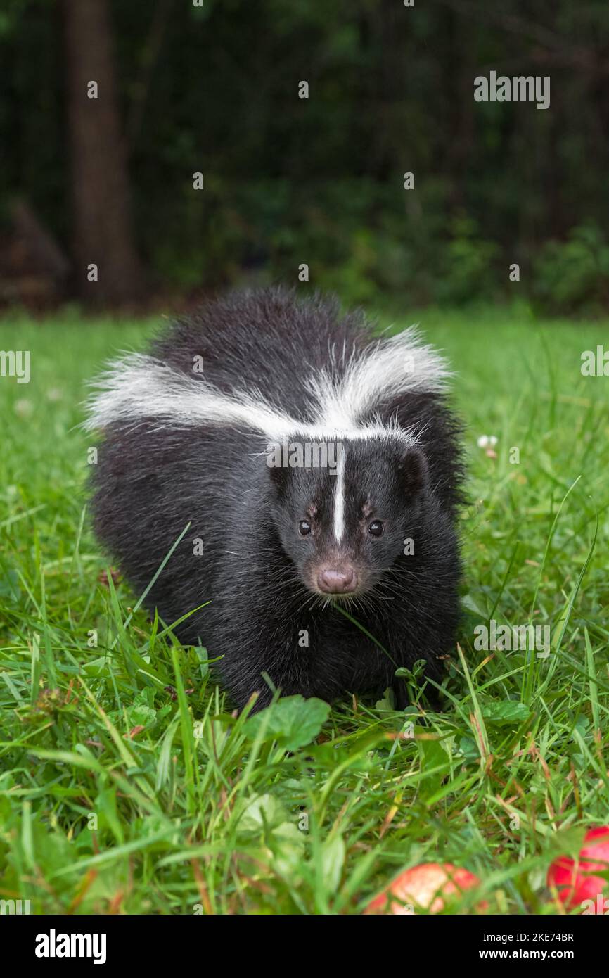 Adult Female Striped Skunk (Mephitis mephitis) Stares Out Summer ...