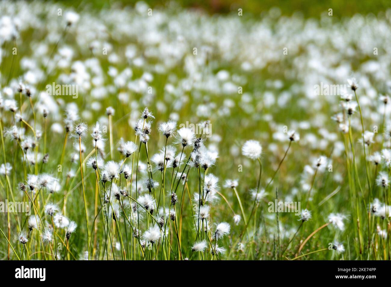 A shallow focus of fresh marsh cottongrass growing in a green field ...
