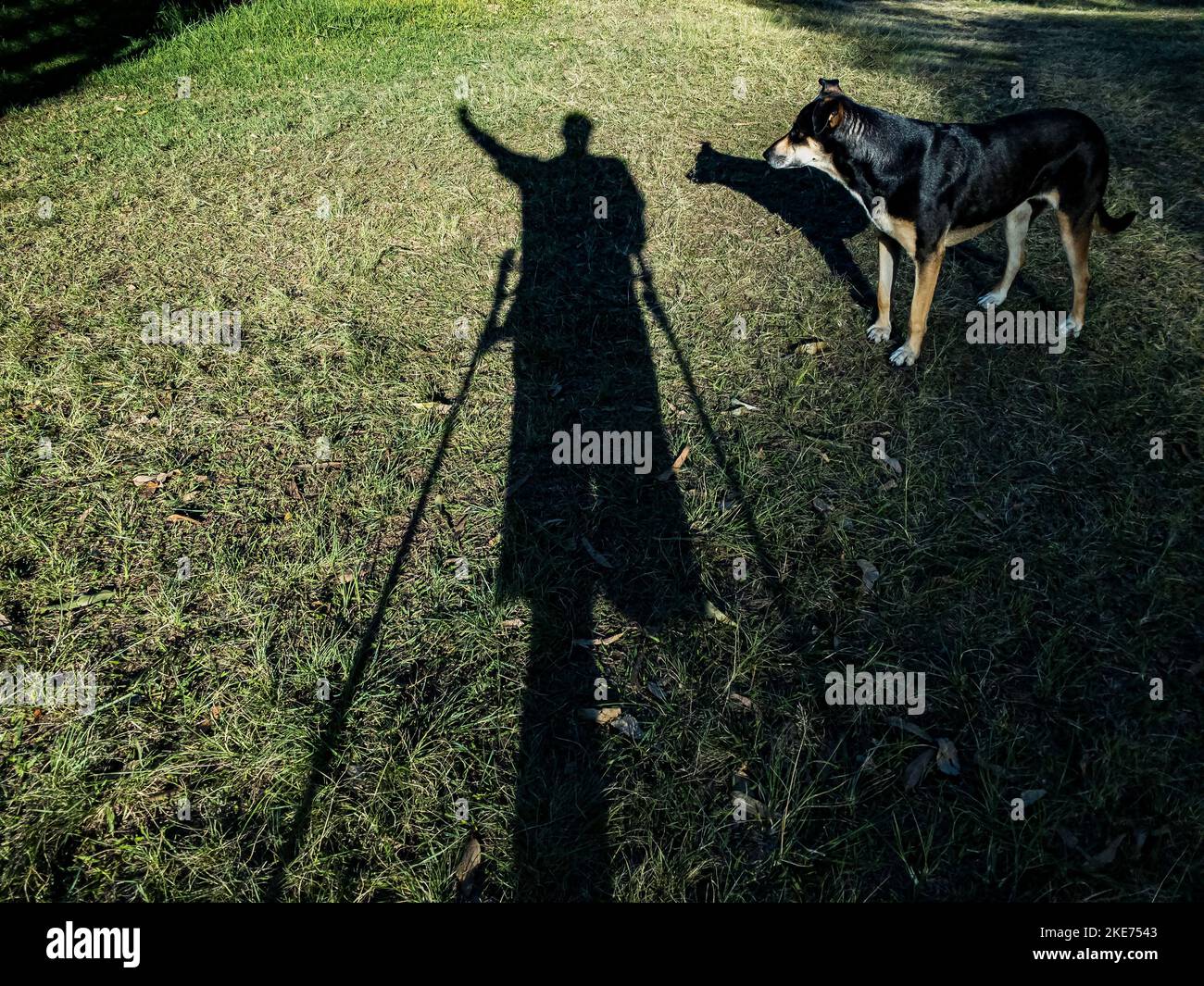 The shadow of the man and his pet Stock Photo - Alamy