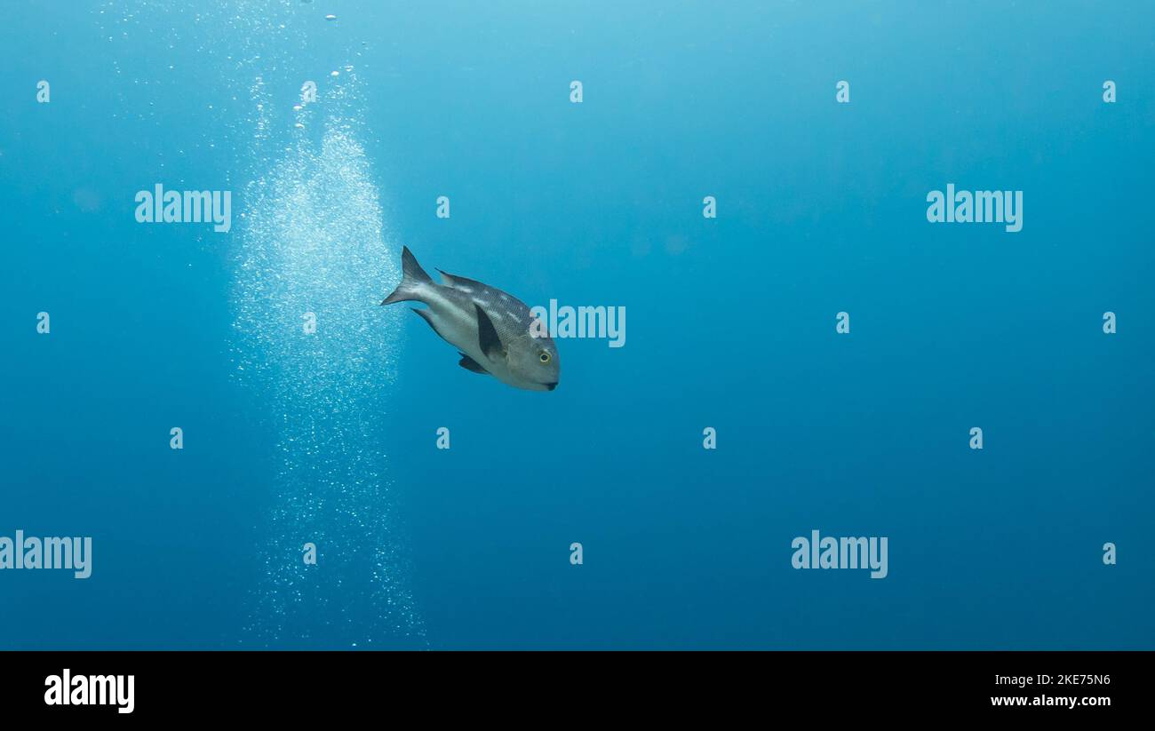 Closeup shot snapper fish hi-res stock photography and images - Alamy