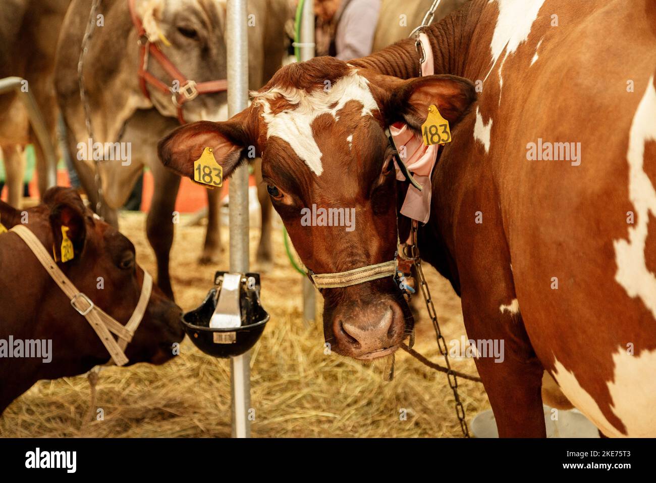 animal red calf child cow farm agriculture Stock Photo - Alamy