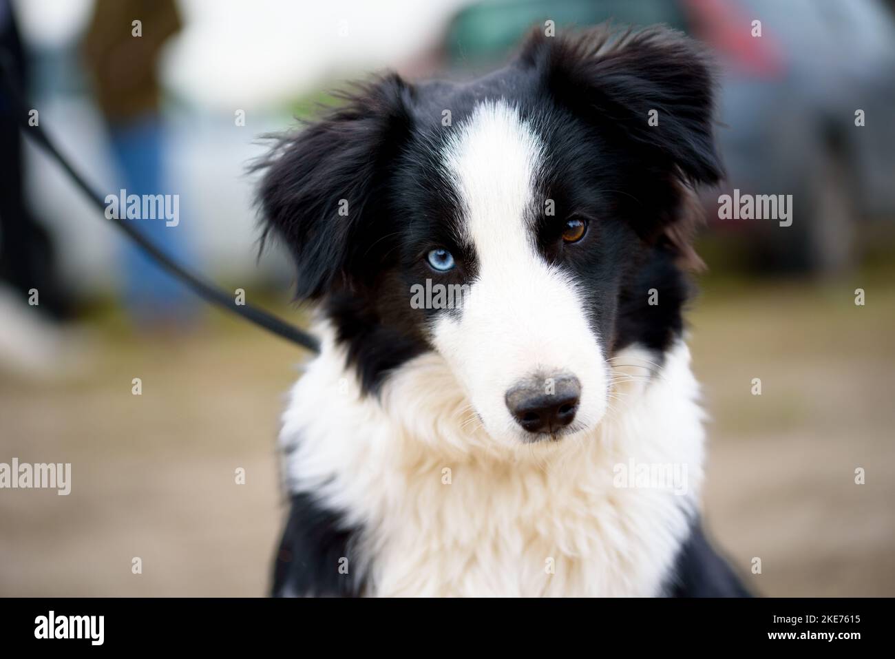 Young adorable border collie hi-res stock photography and images - Alamy