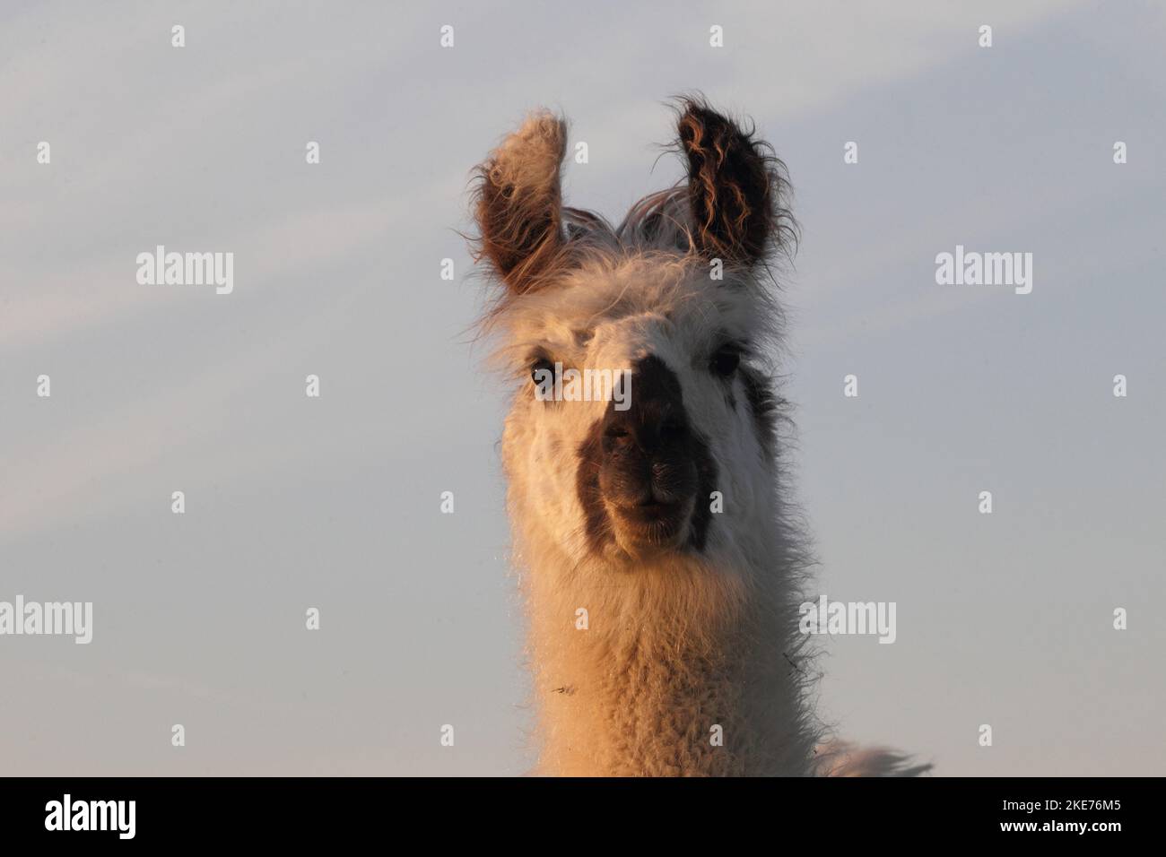 Llamas eye hi-res stock photography and images - Alamy