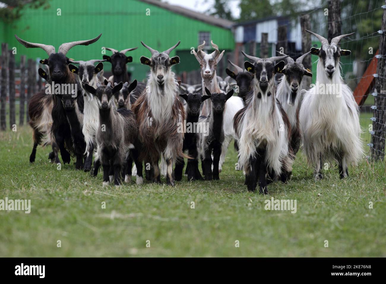 Bulgarian long hair goats and Girgentana goats Stock Photo - Alamy