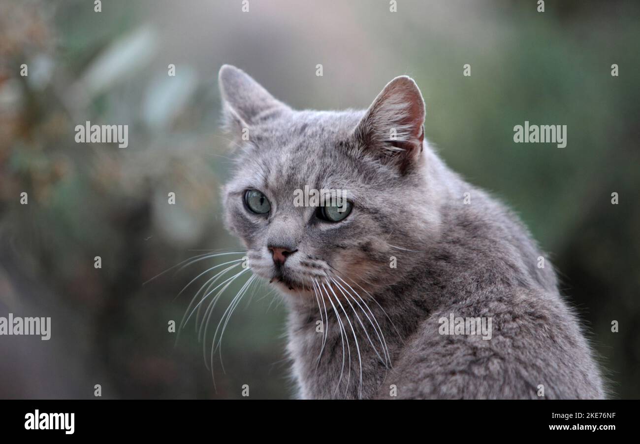 Cat head rear view hi-res stock photography and images - Alamy