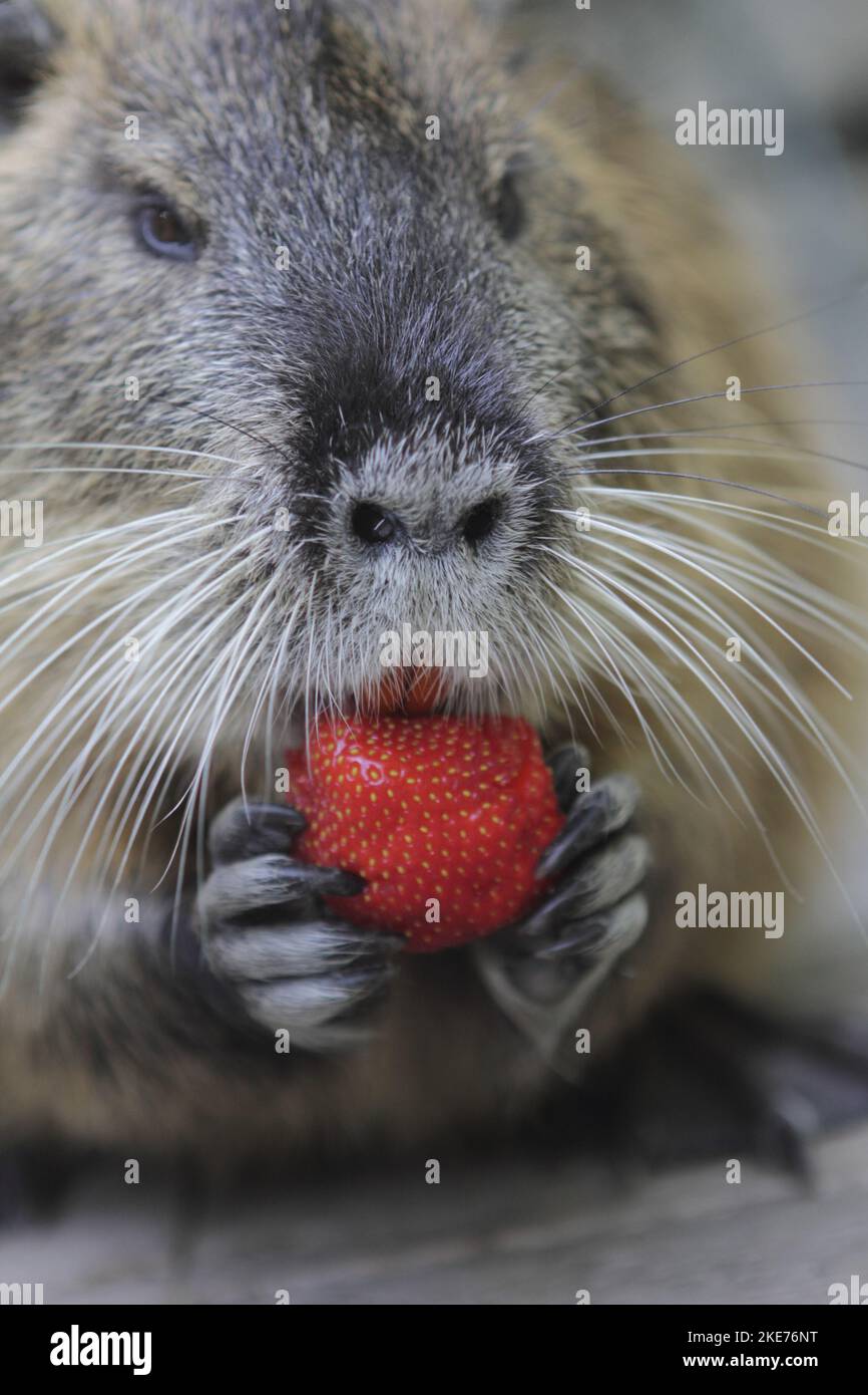 Nutria vertical hi-res stock photography and images - Alamy