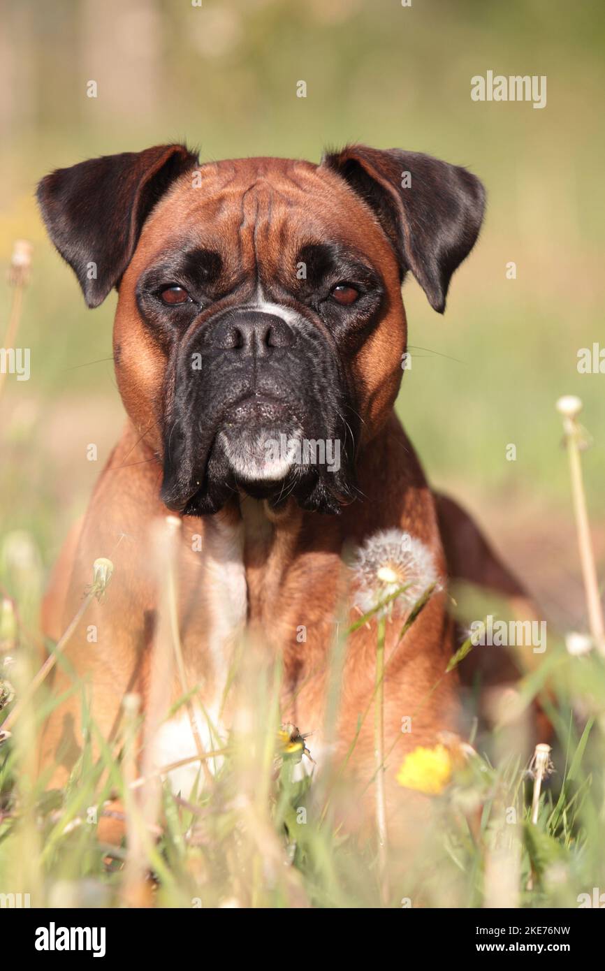 German Boxer Portrait Stock Photo - Alamy