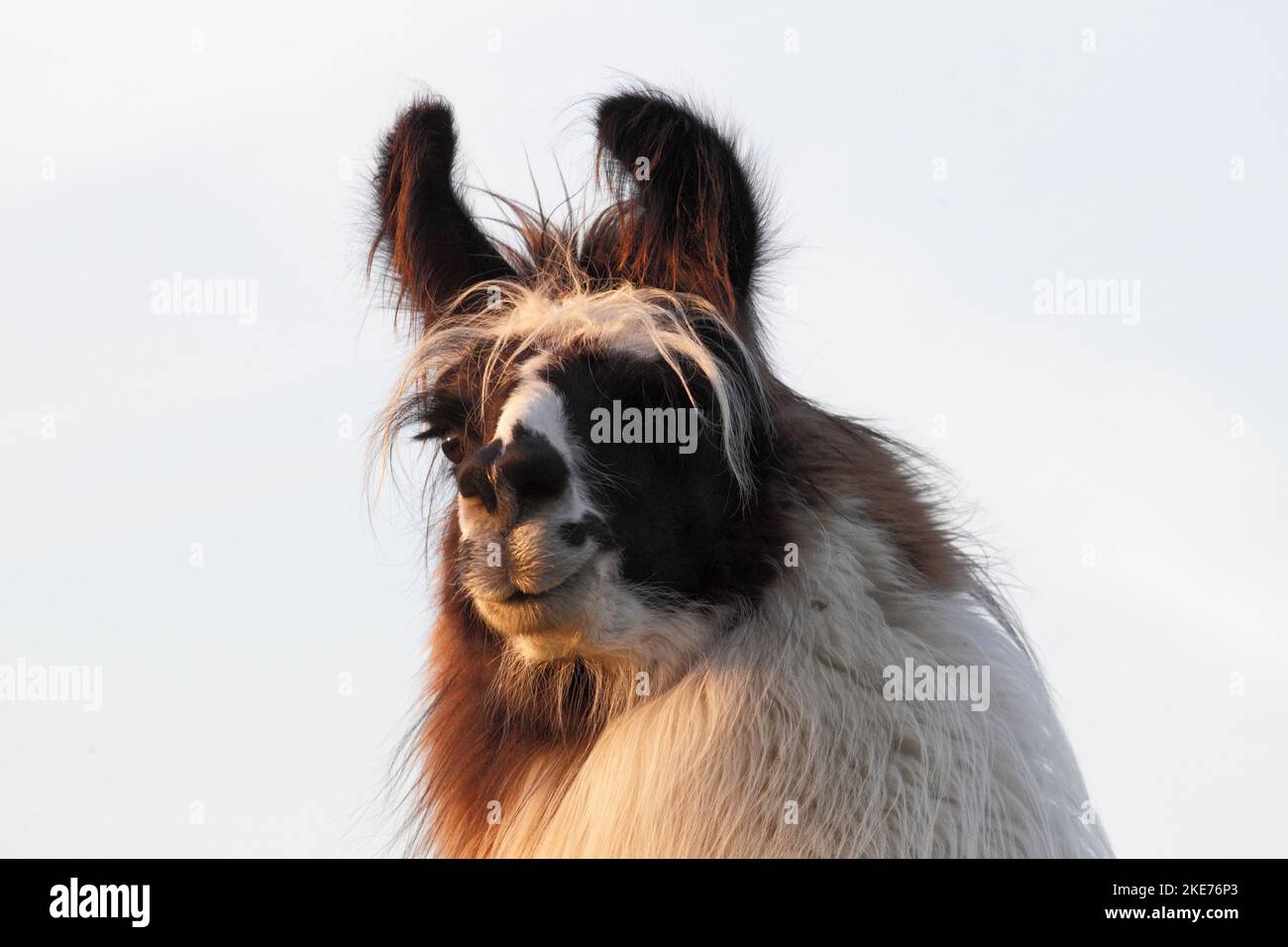 Solo llama hi-res stock photography and images - Alamy