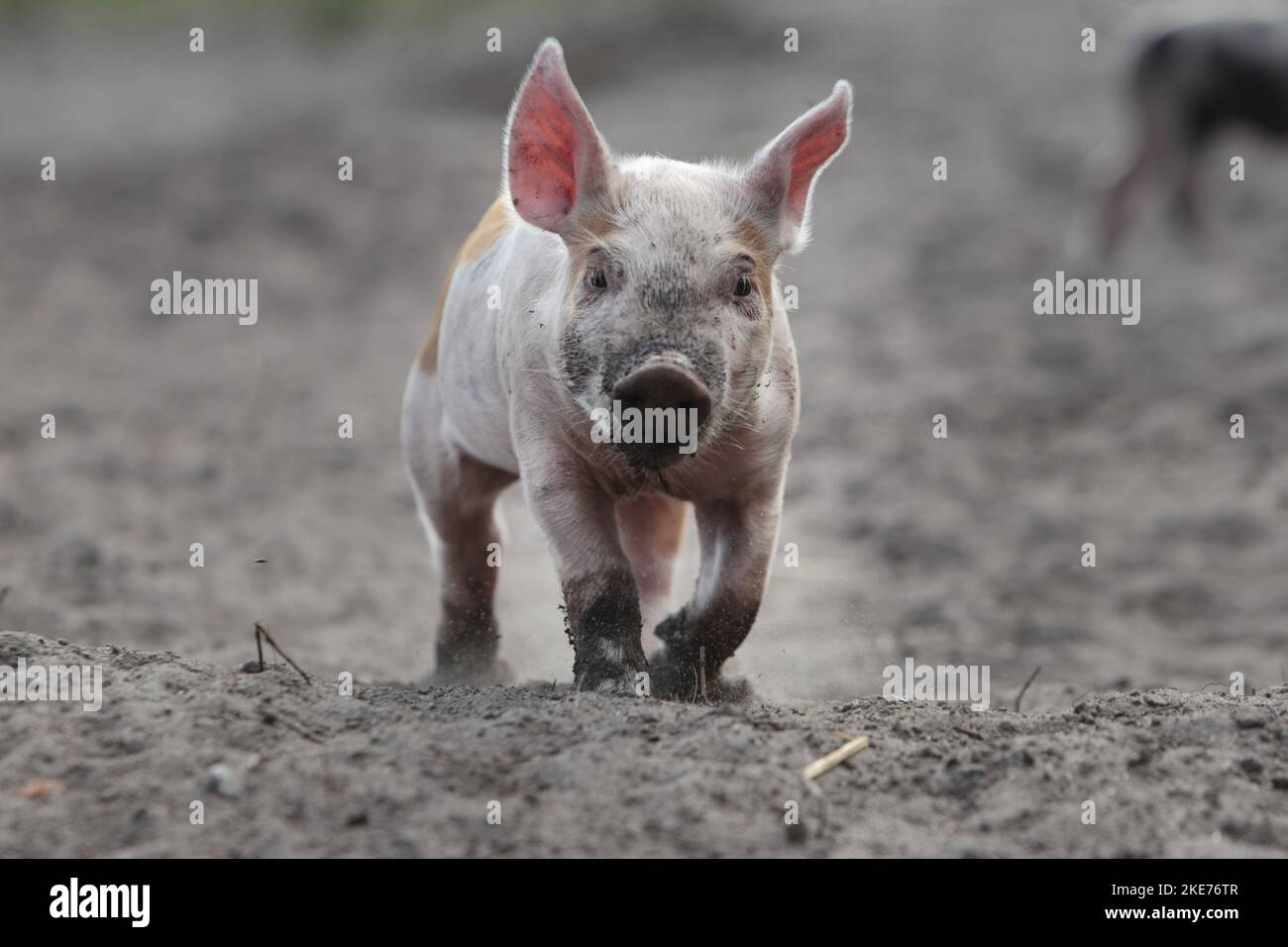 Running shoat hi-res stock photography and images - Alamy