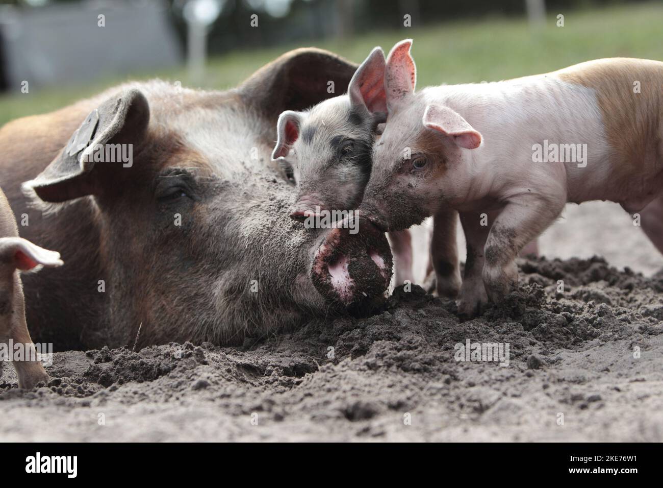 Pig with piglets Stock Photo - Alamy