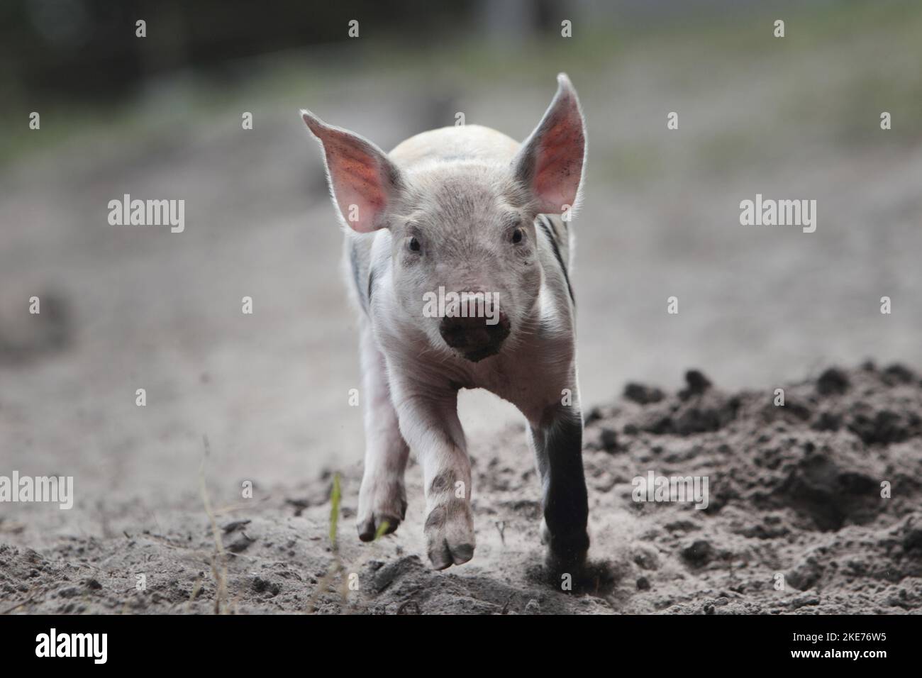 Running shoat hi-res stock photography and images - Alamy