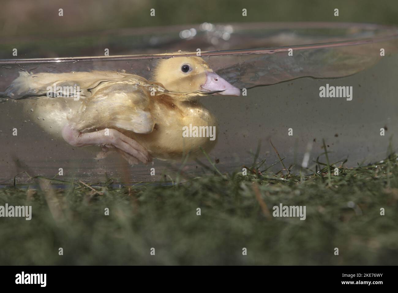 Ducklings bathing in water bowl Stock Photo - Alamy