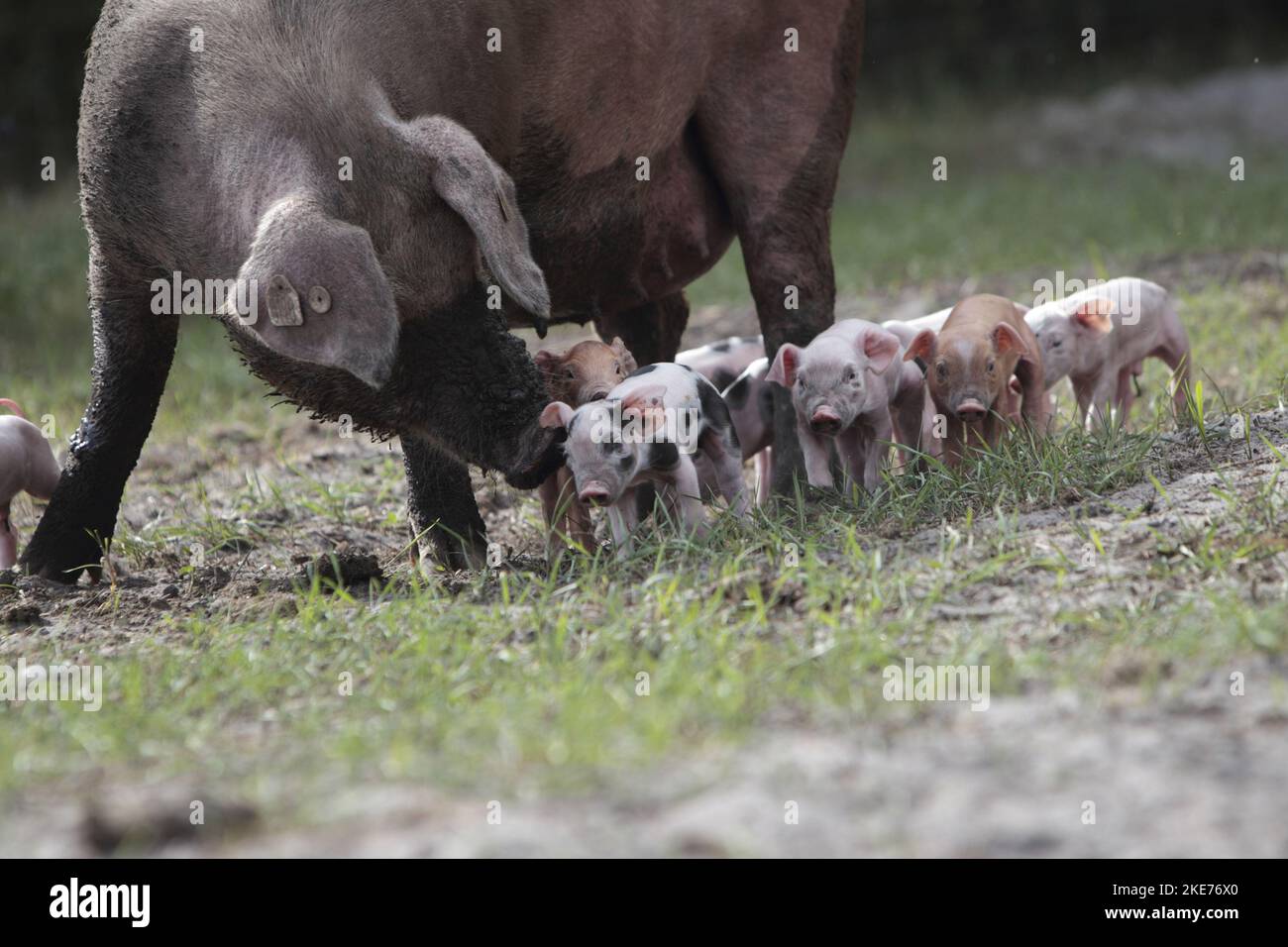 Pig with piglets Stock Photo - Alamy