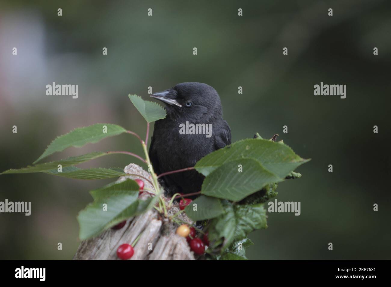 Jack daws hi-res stock photography and images - Alamy