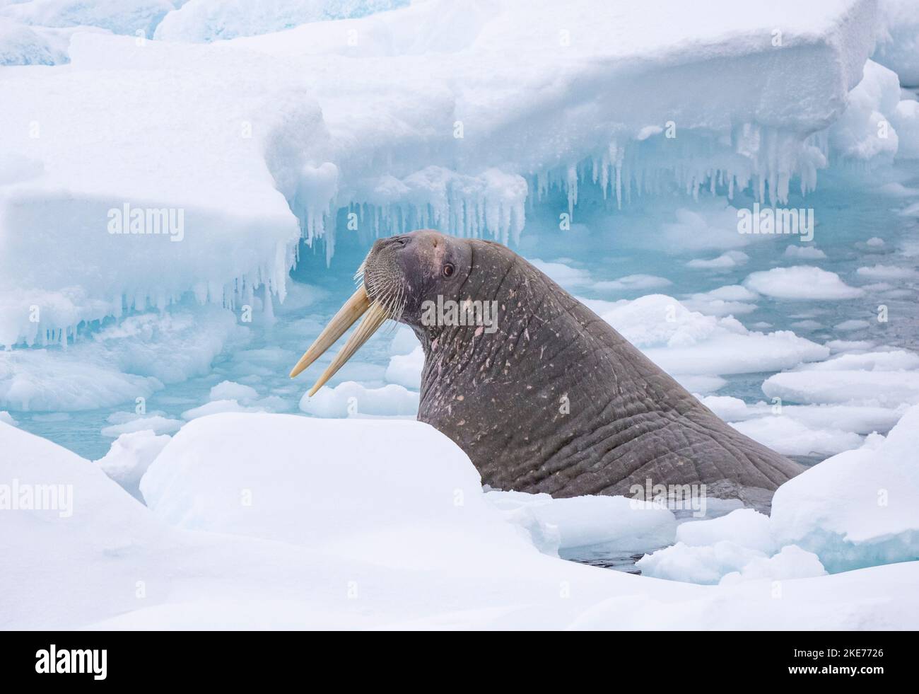 Icesickle hi-res stock photography and images - Alamy