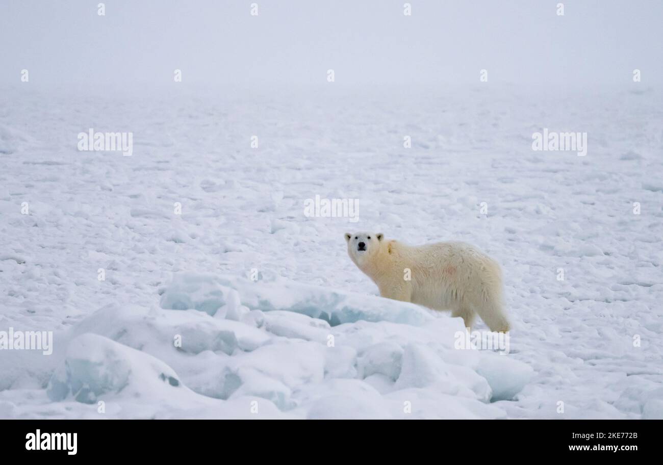 Polar Bear (Ursus maritimus) on frozen fjord ice Stock Photo - Alamy