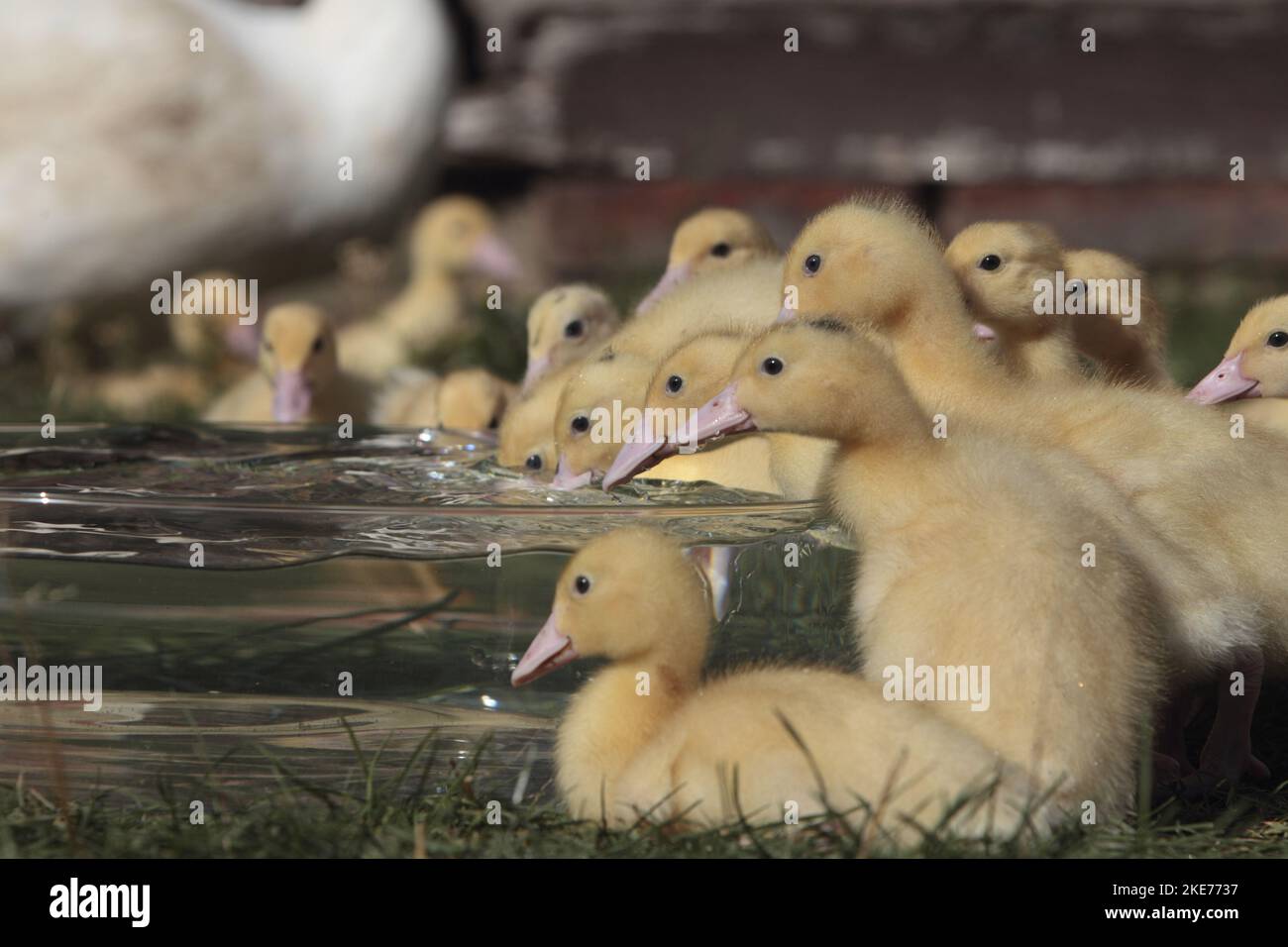 Juvenile muscovy duck hi-res stock photography and images - Alamy