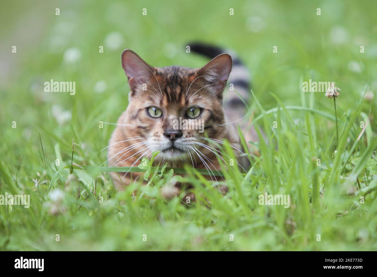 Toiger hi-res stock photography and images - Alamy