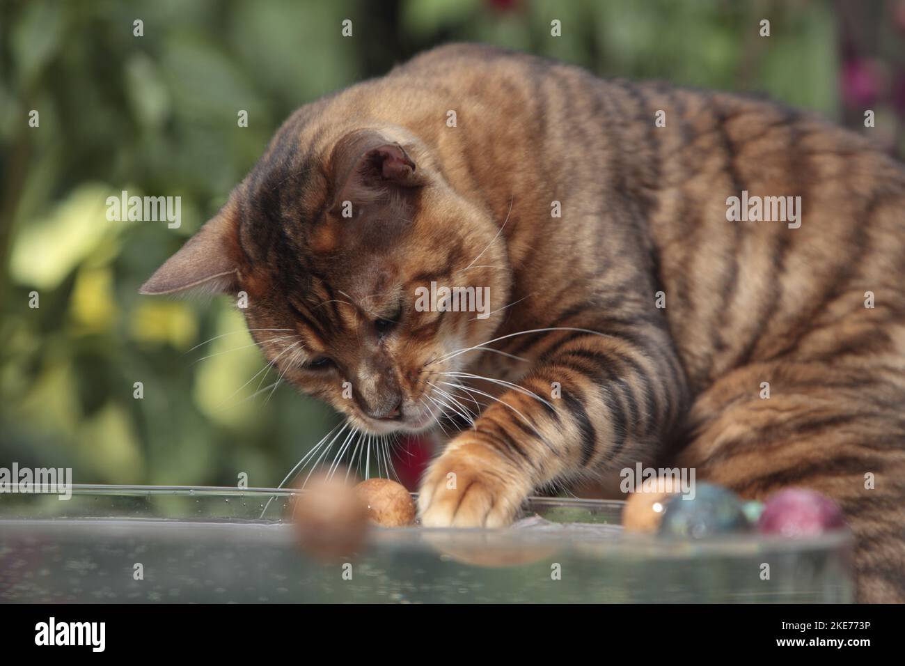 Toyger cat hi-res stock photography and images - Alamy