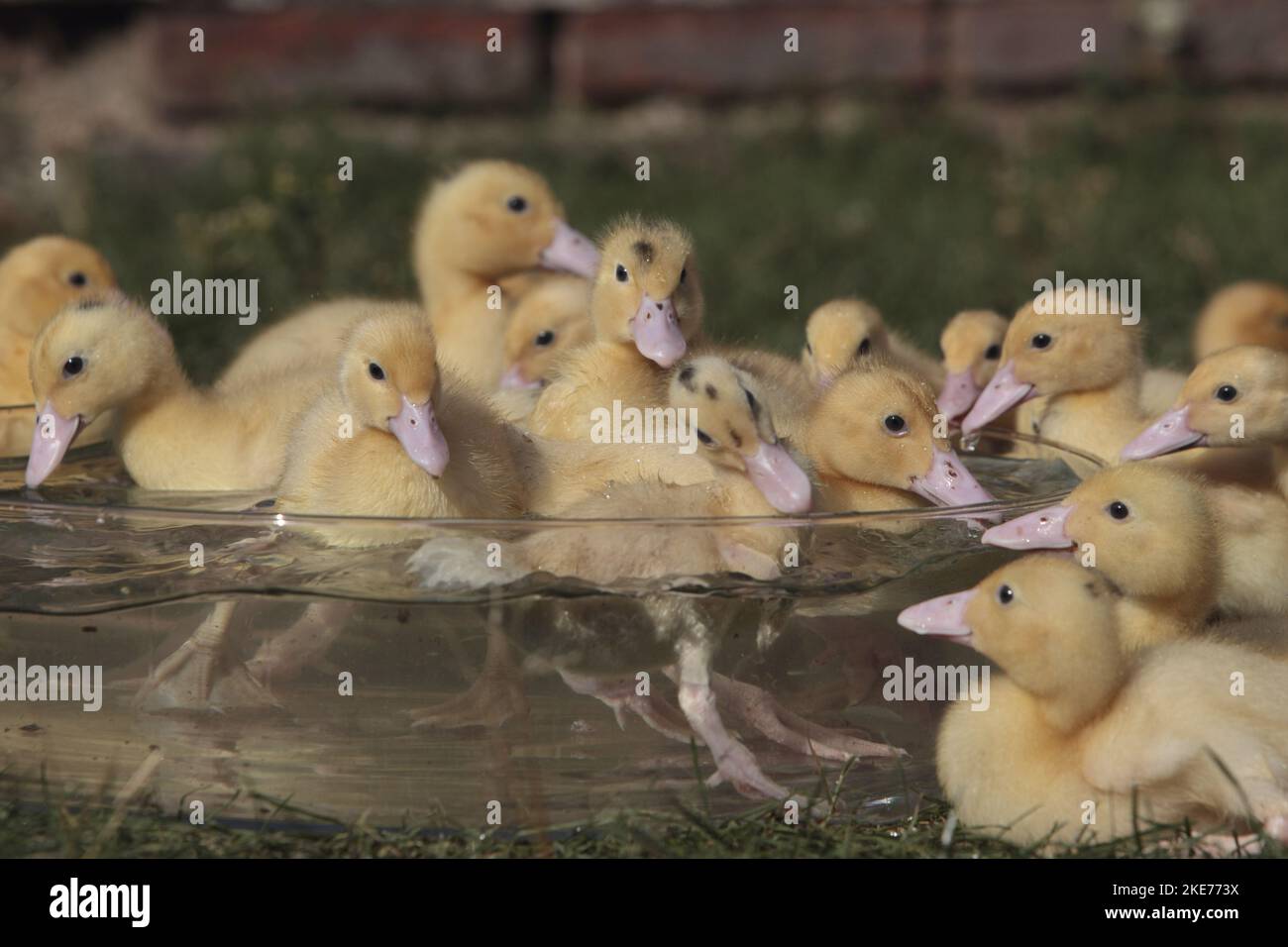 Young duck in bath hi-res stock photography and images - Alamy