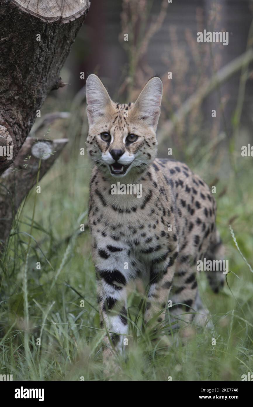 Serval captive big cat hi-res stock photography and images - Alamy