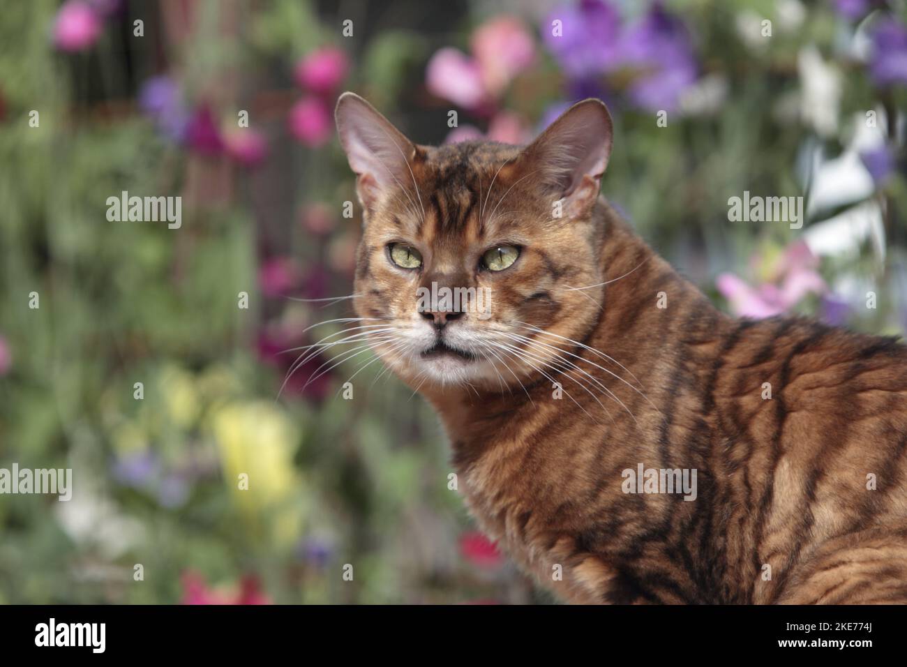 Toiger hi-res stock photography and images - Alamy