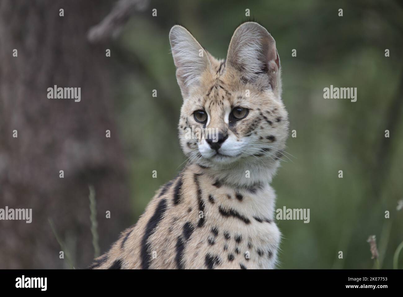 Serval captive big cat hi-res stock photography and images - Alamy