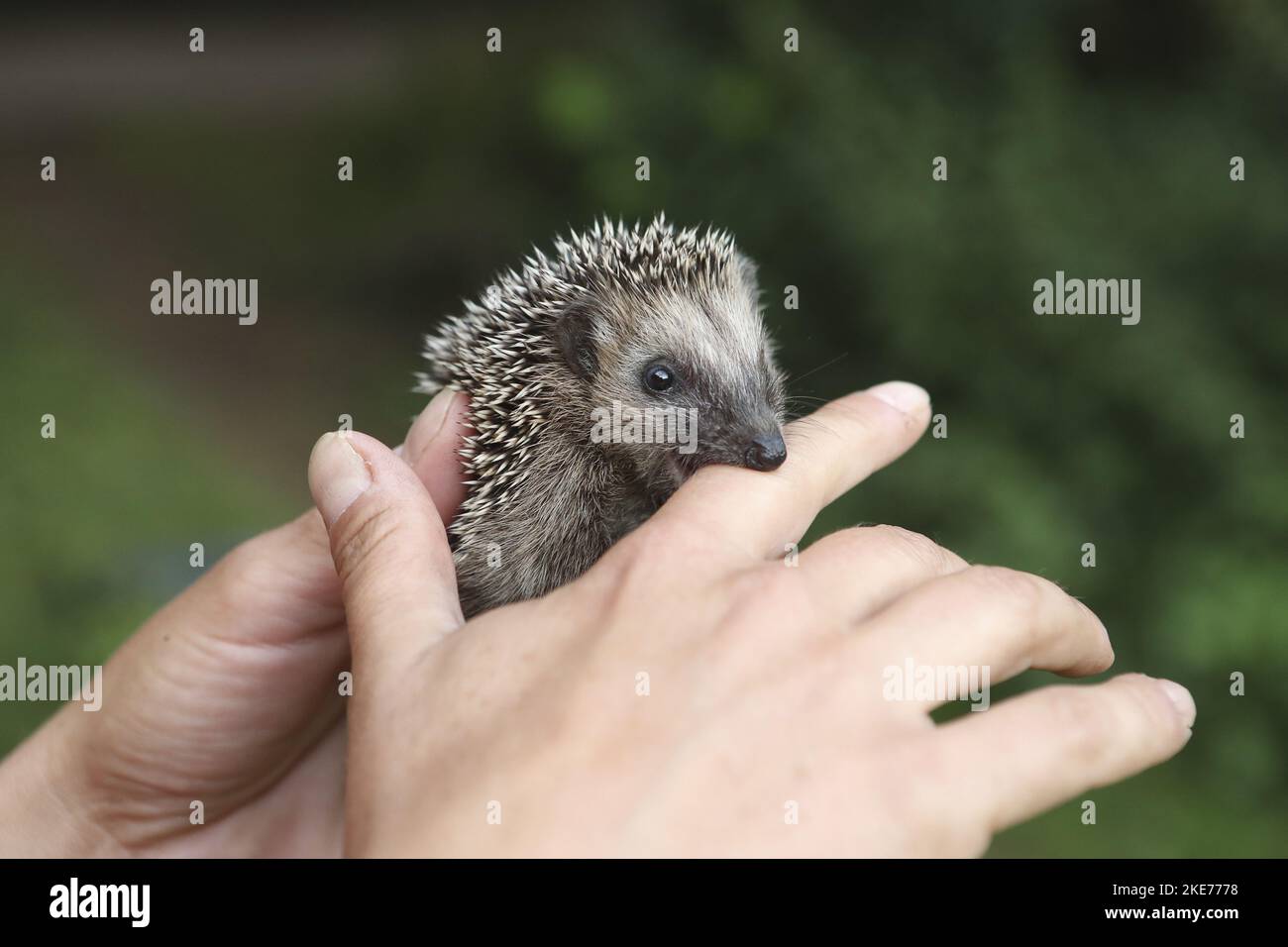 human with young Hedgehog Stock Photo - Alamy