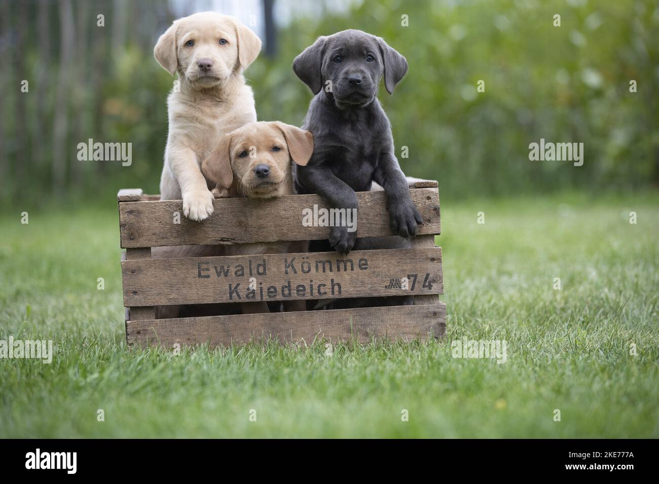 Labrador Retriever Puppies in a box Stock Photo - Alamy