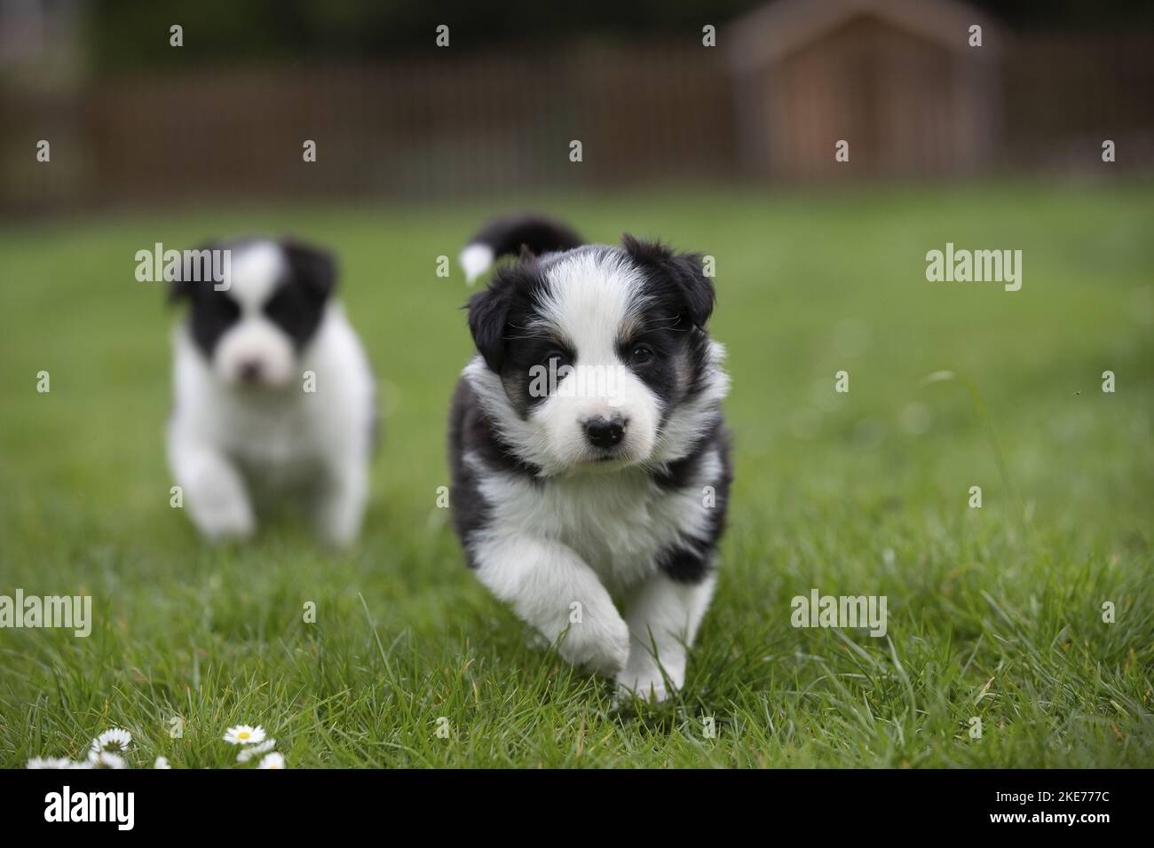 running Border Collie Puppies Stock Photo - Alamy