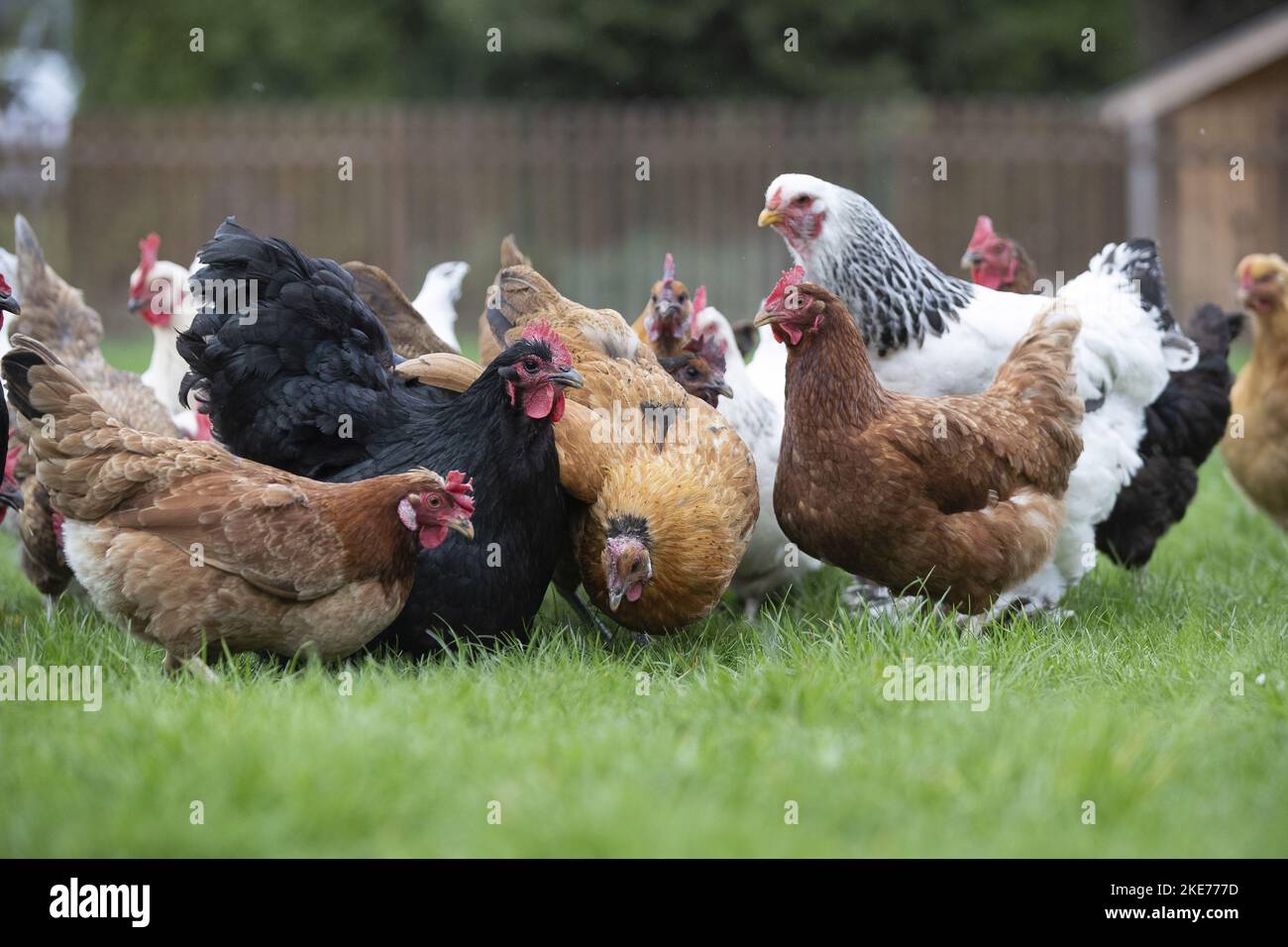 Black farm fence chickens hi-res stock photography and images - Alamy