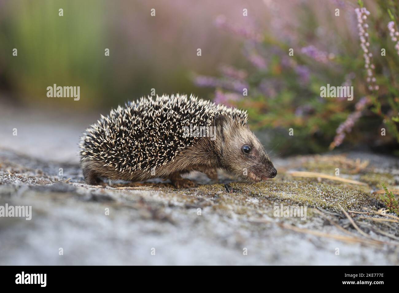 Walking hedgehogs hi-res stock photography and images - Alamy