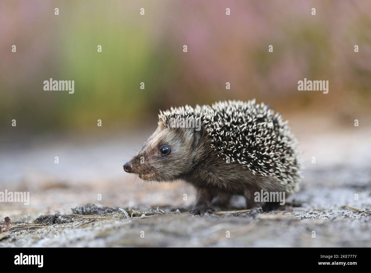Hedgehog movement hi-res stock photography and images - Alamy