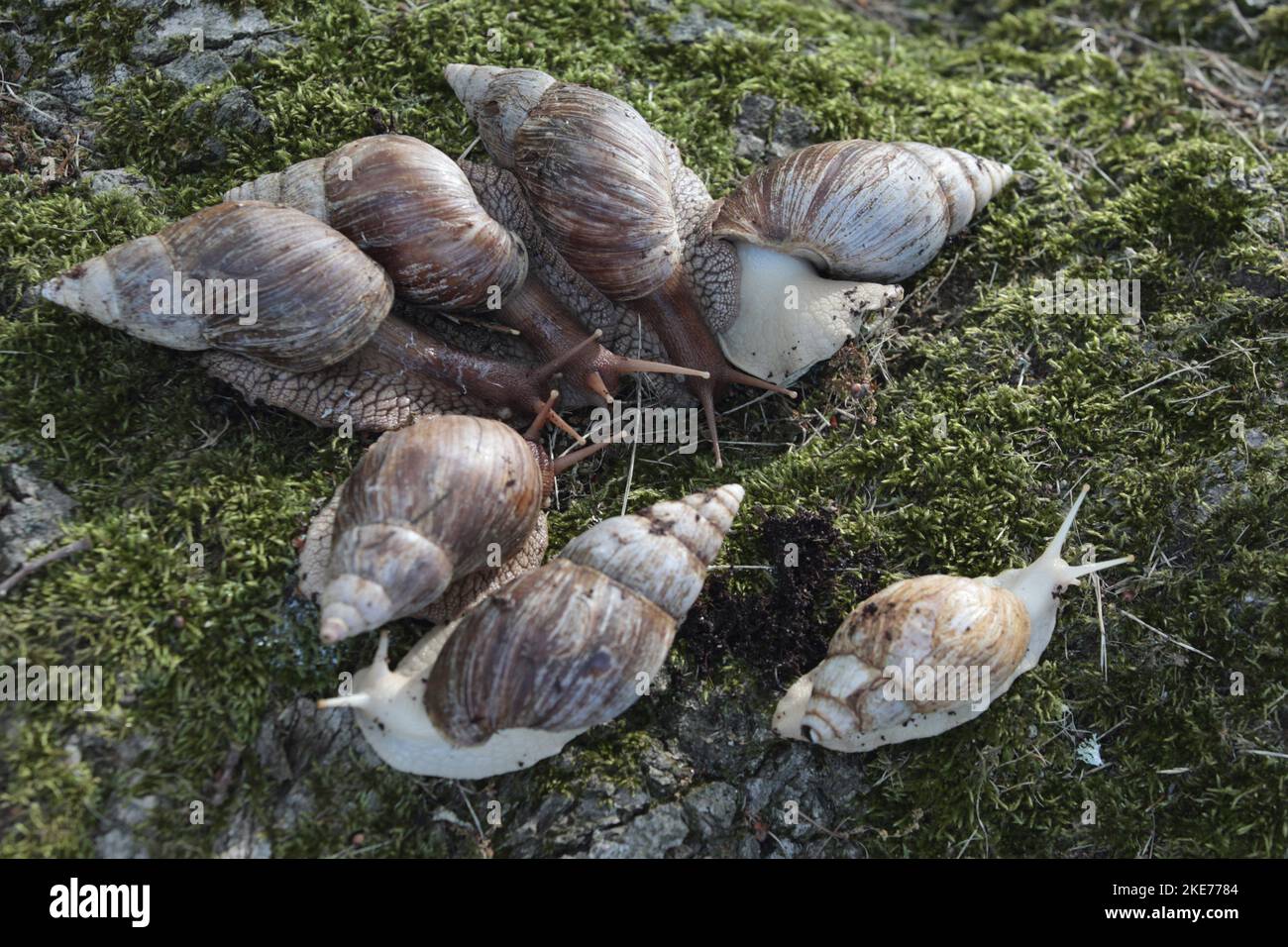 African giant snail Stock Photo - Alamy