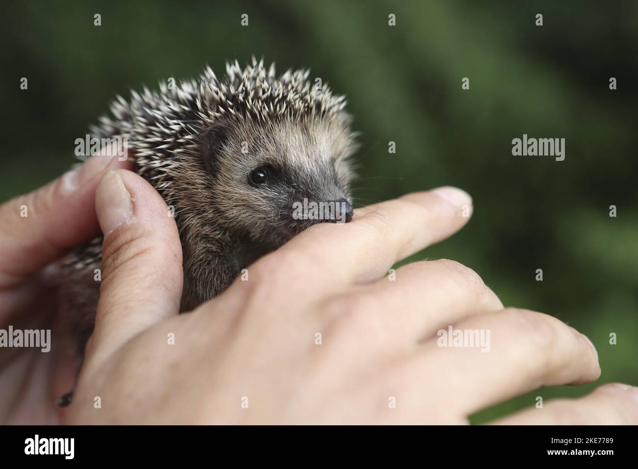 human with young Hedgehog Stock Photo - Alamy